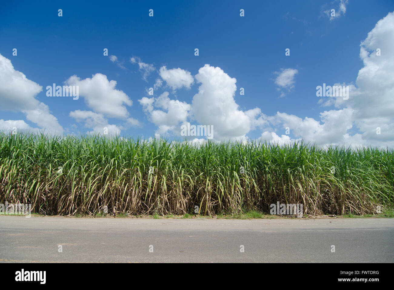Sugar cane field road hi-res stock photography and images - Alamy
