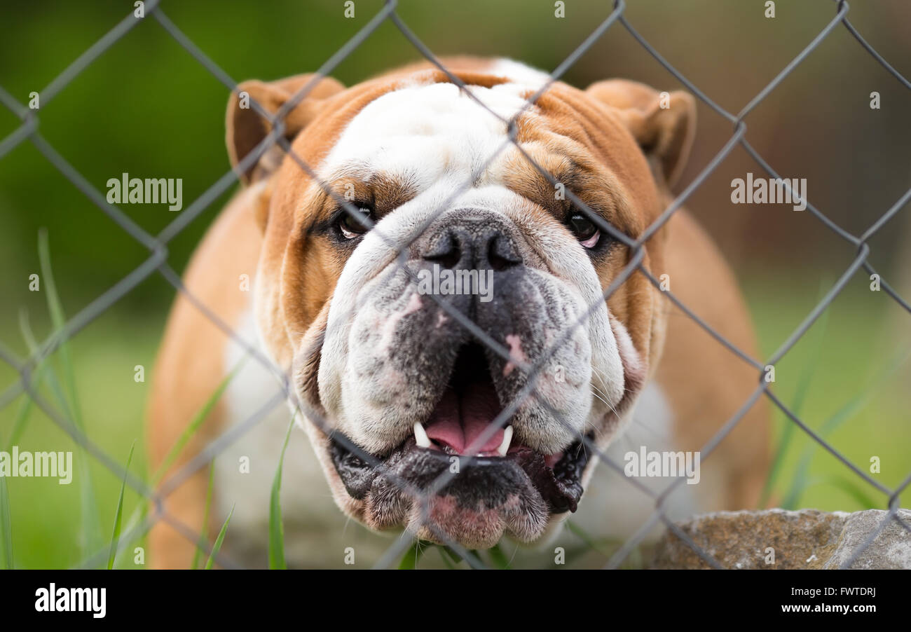 English bulldog guard dog behind a fence Stock Photo - Alamy