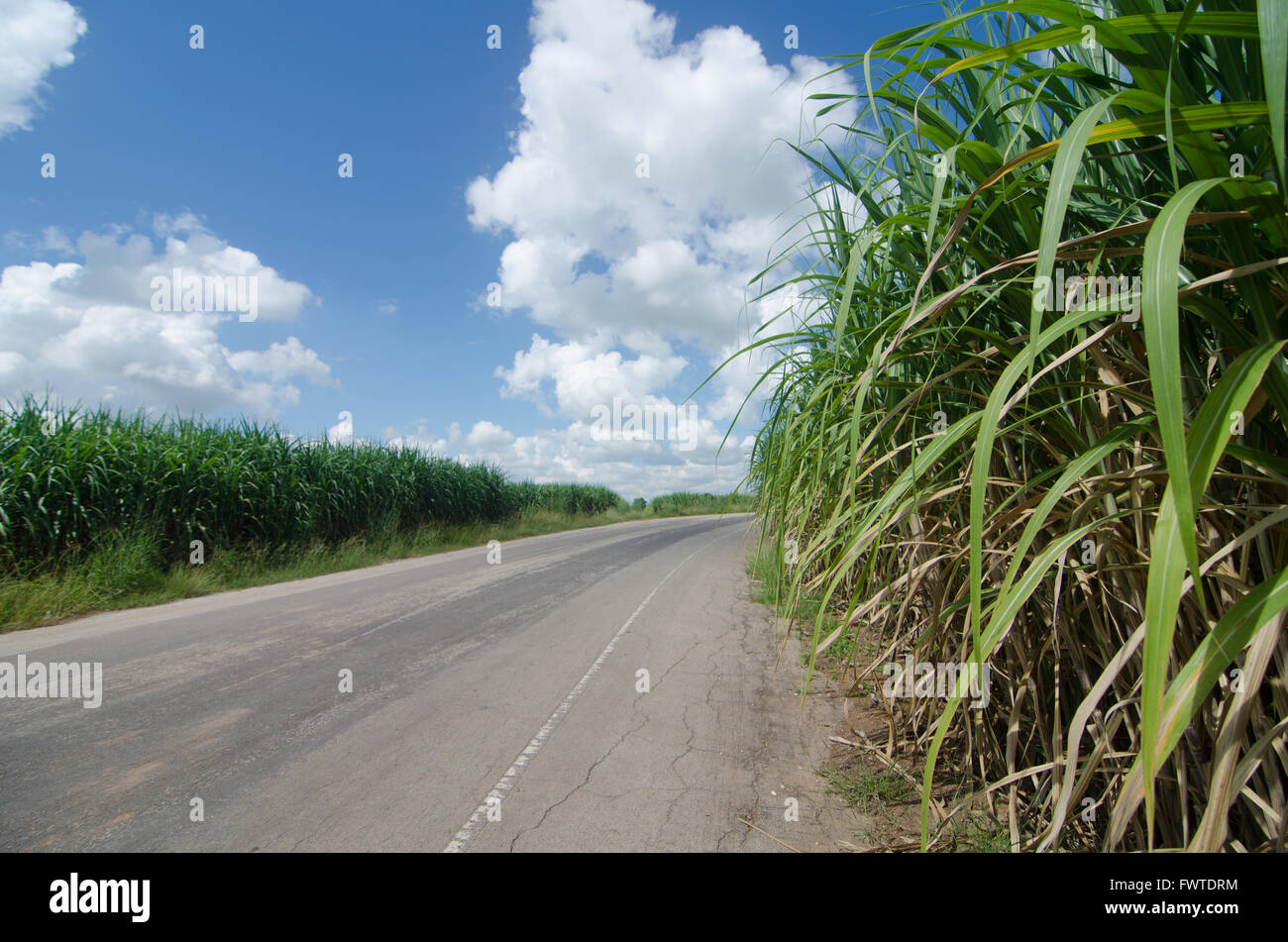 Sugarcane field hi-res stock photography and images - Alamy