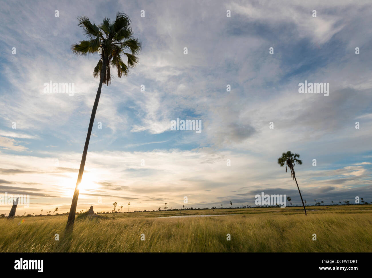 Palm trees hot country hi-res stock photography and images - Alamy