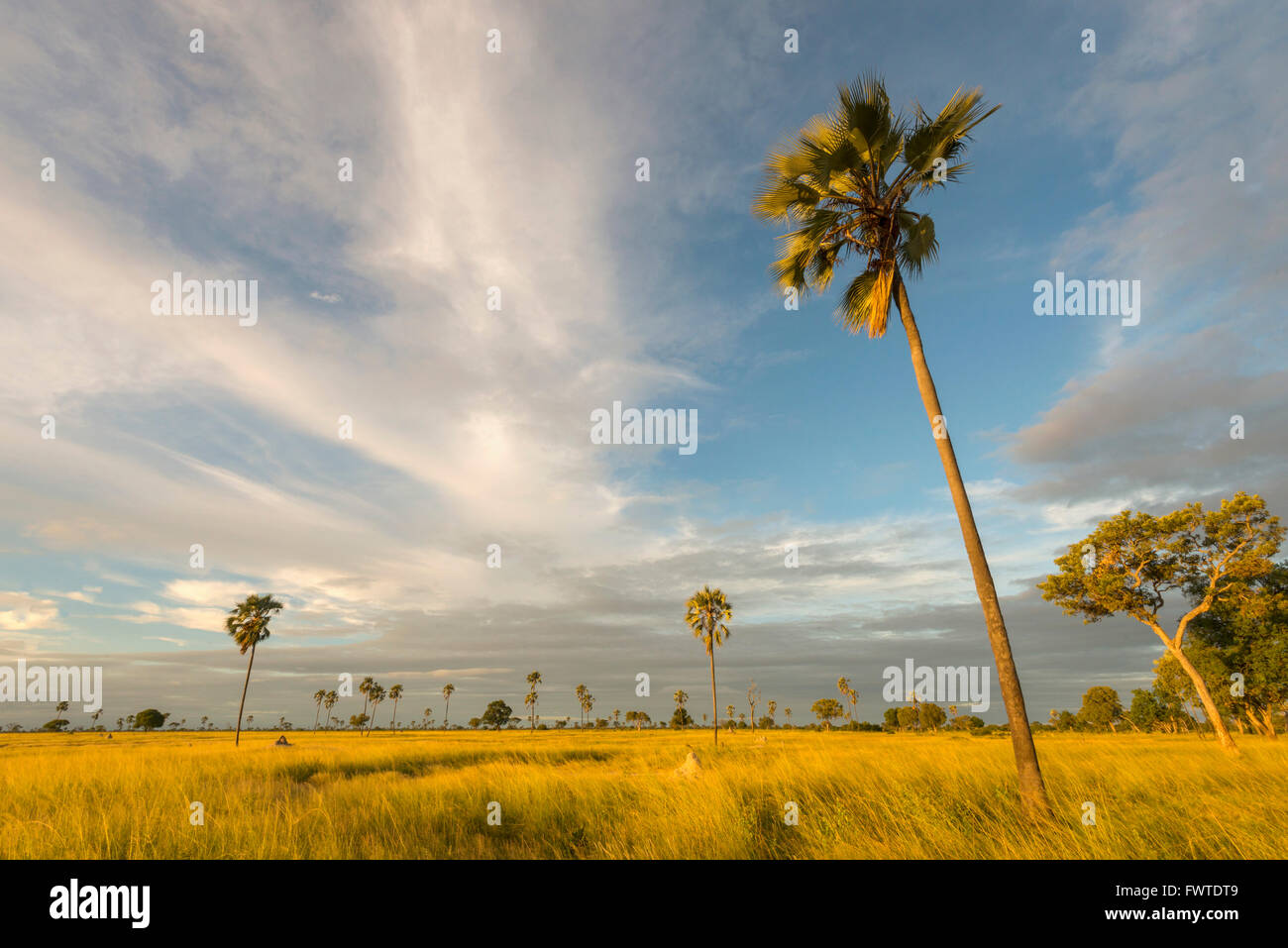 Palm trees hot country hi-res stock photography and images - Alamy