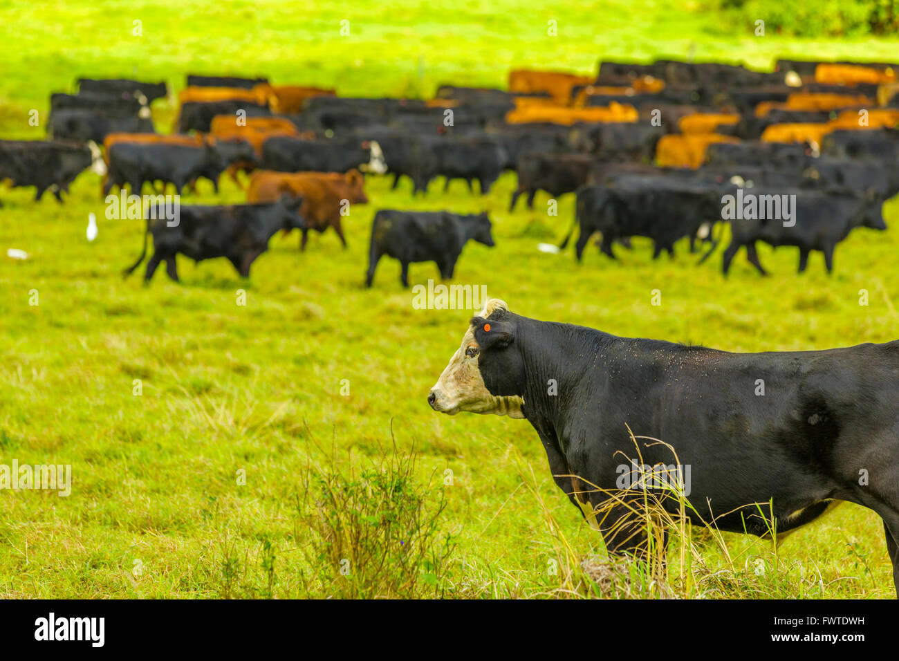 Cattle ranching hawaii hi-res stock photography and images - Alamy