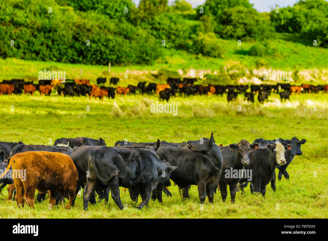 Cattle ranching hawaii hi-res stock photography and images - Alamy