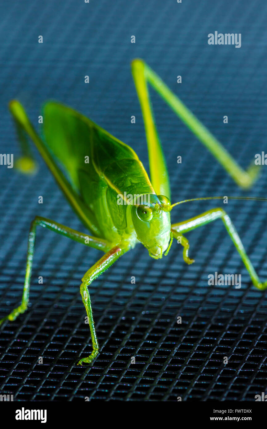 Katydid wings hi-res stock photography and images - Alamy