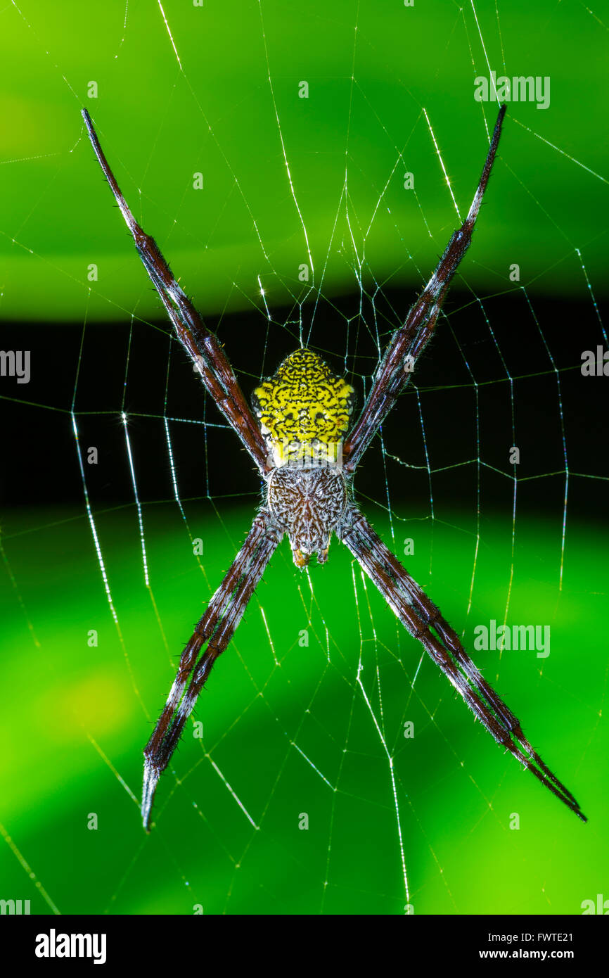 Hawaiian garden spider Stock Photo - Alamy