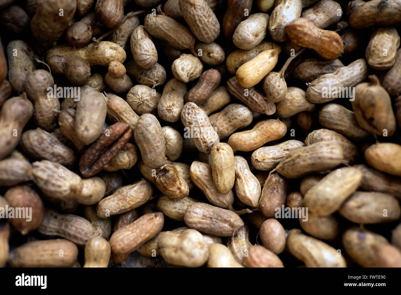 Thailand asia seed hi-res stock photography and images - Alamy