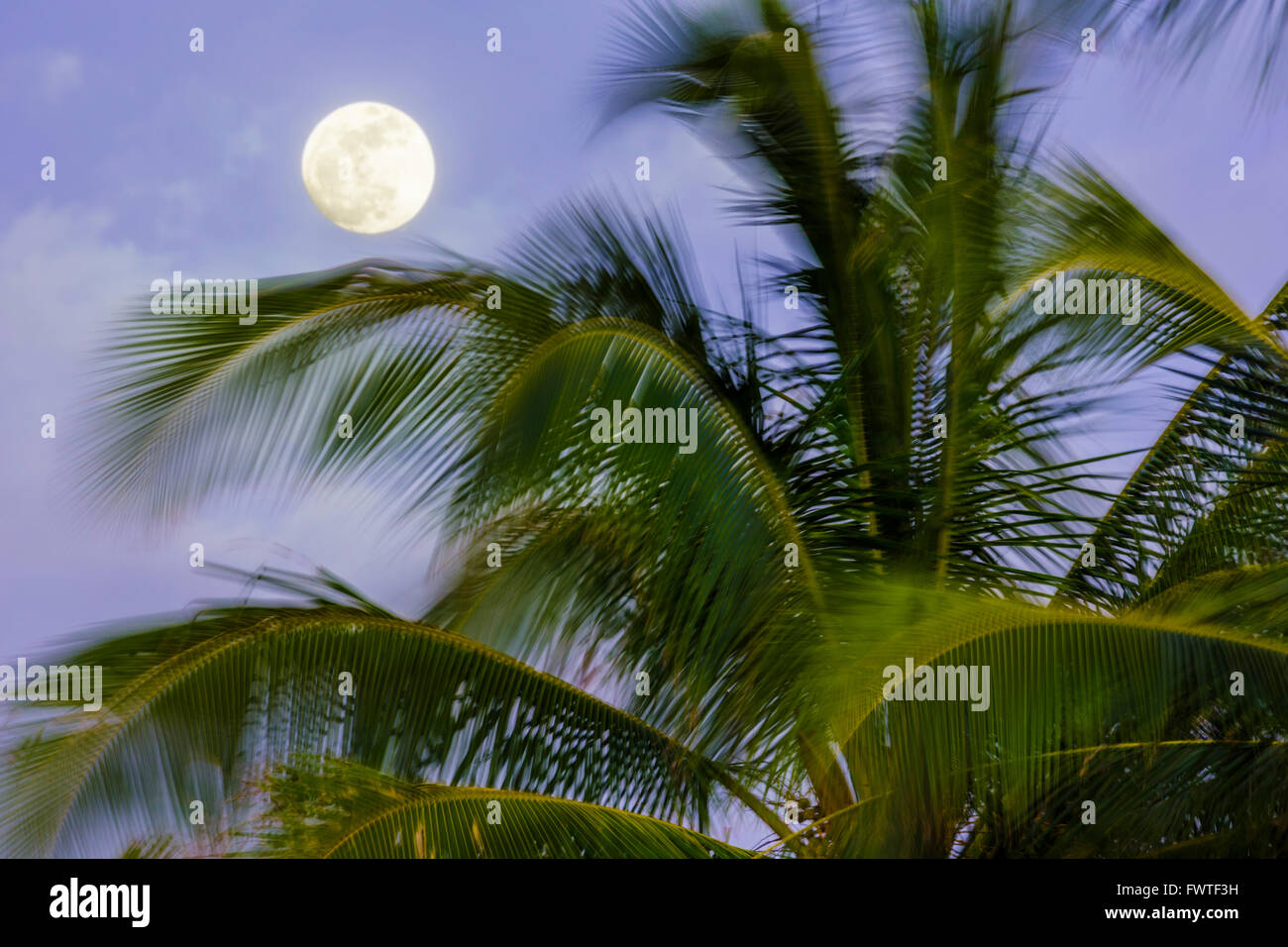 Moon and coconut tree hi-res stock photography and images - Alamy