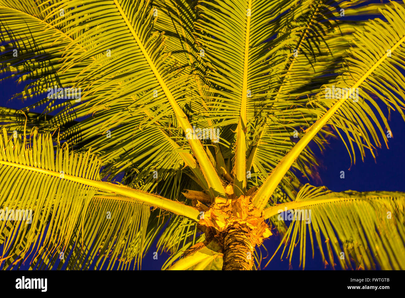 Uplit tree hi-res stock photography and images - Alamy
