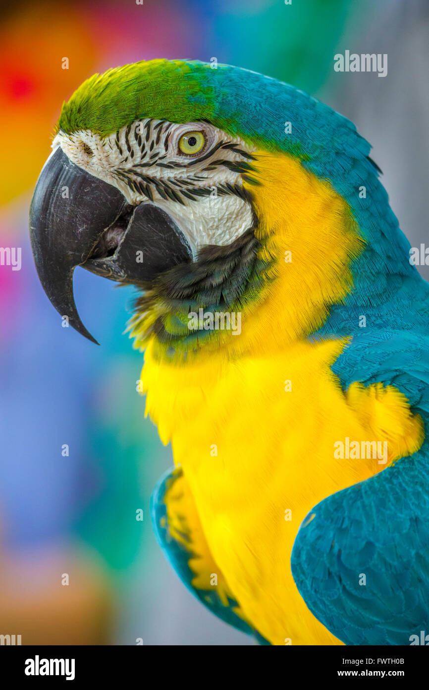 Parrot markings hi-res stock photography and images - Alamy