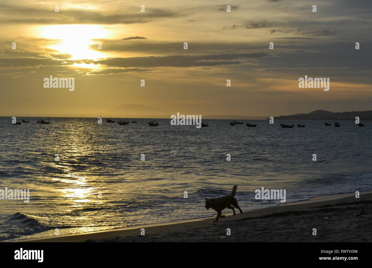 Dog on beach pacific hi-res stock photography and images - Alamy