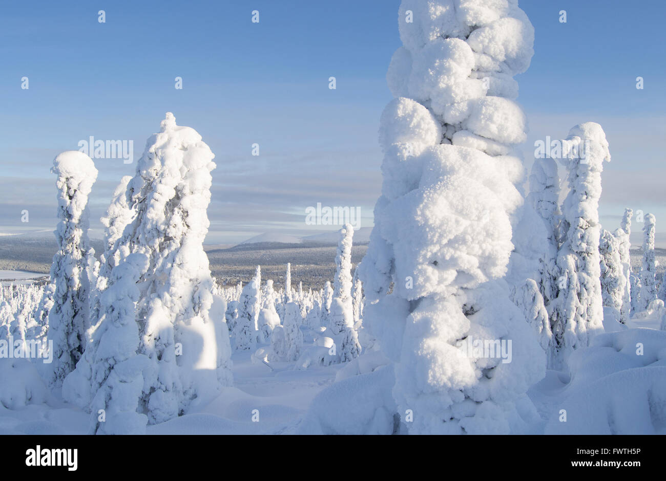 Snow covered trees in the fells of Finnish Lapland Stock Photo - Alamy
