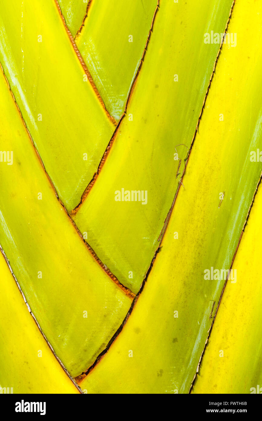 Braided palm leaves hi-res stock photography and images - Alamy