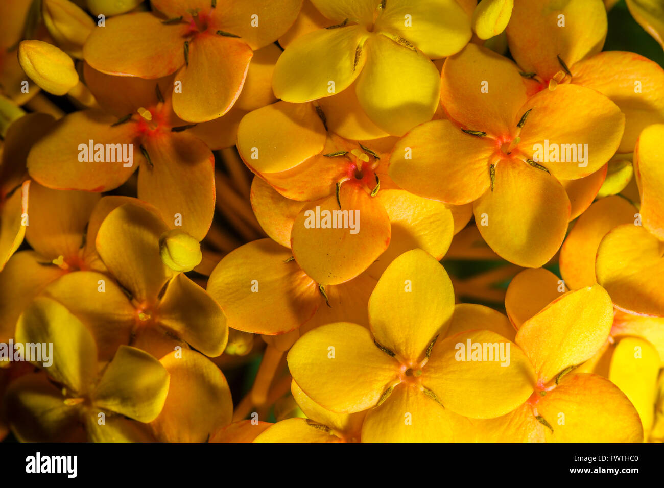 yellow flower, maui Stock Photo - Alamy