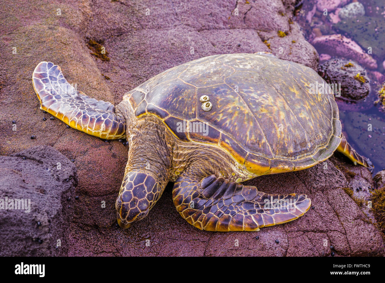 Hawaiian green sea turtle Maui Stock Photo - Alamy