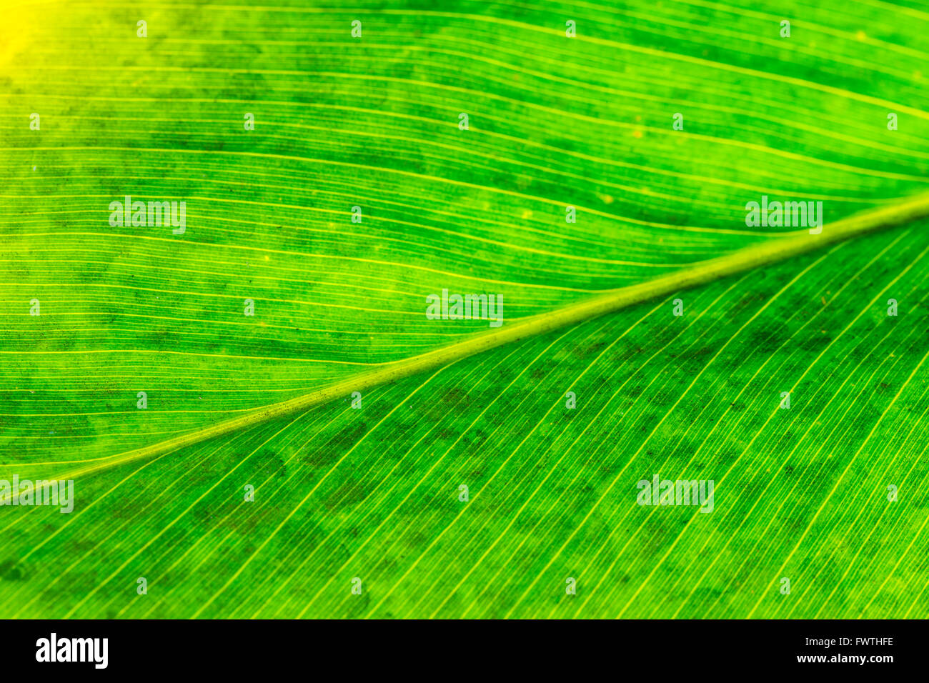 Hawaiian ti plant hi-res stock photography and images - Alamy
