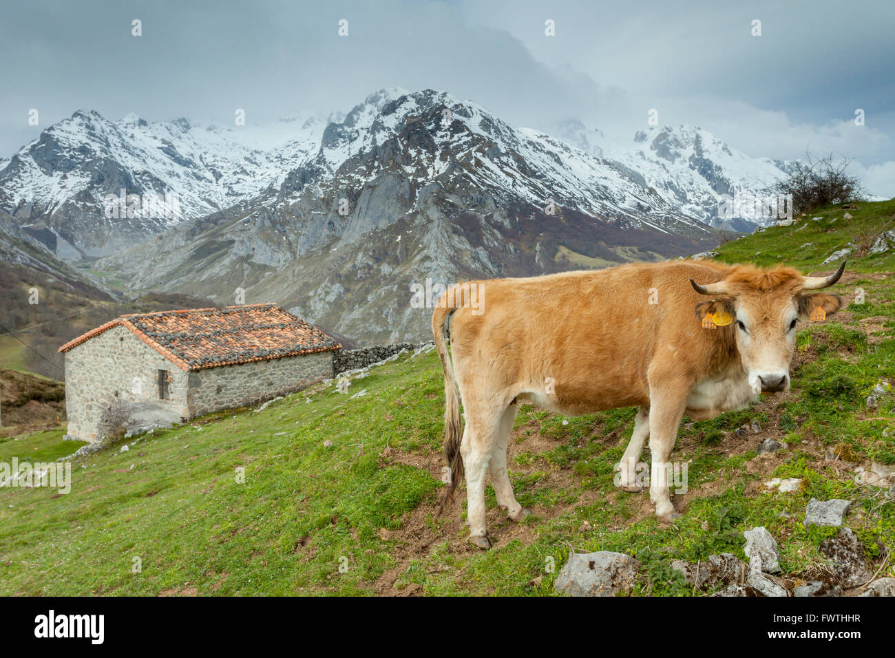 Red cow in Picos de Europa National Park, Asturias, Spain Stock Photo ...