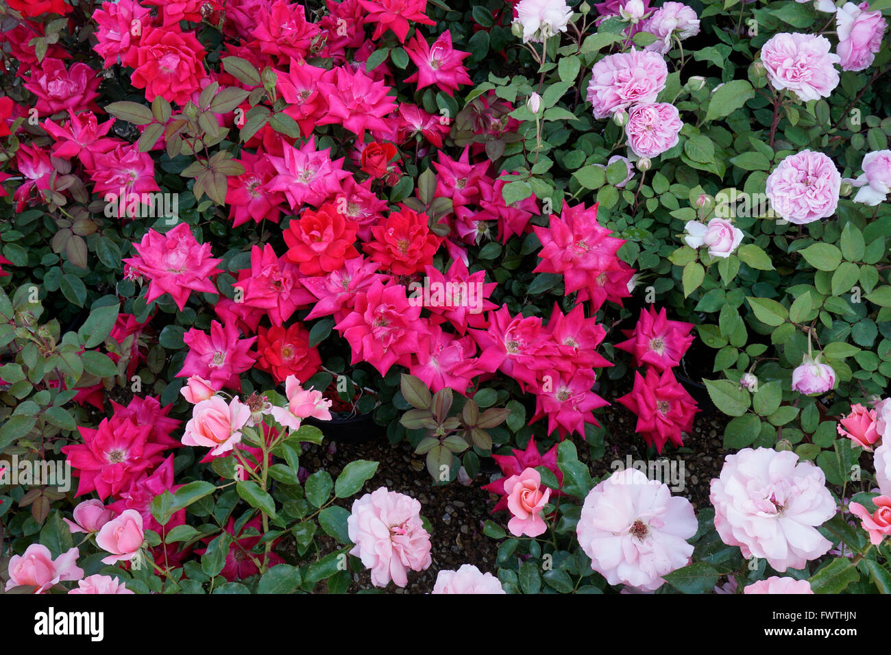 Different color roses hi-res stock photography and images - Alamy