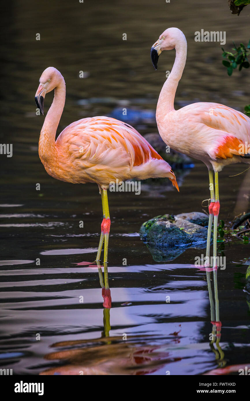 Flamingos Behind Bars