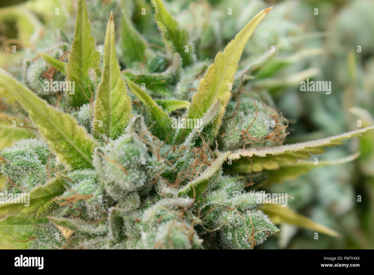 medical marijuana , cannabis bud macro Stock Photo - Alamy