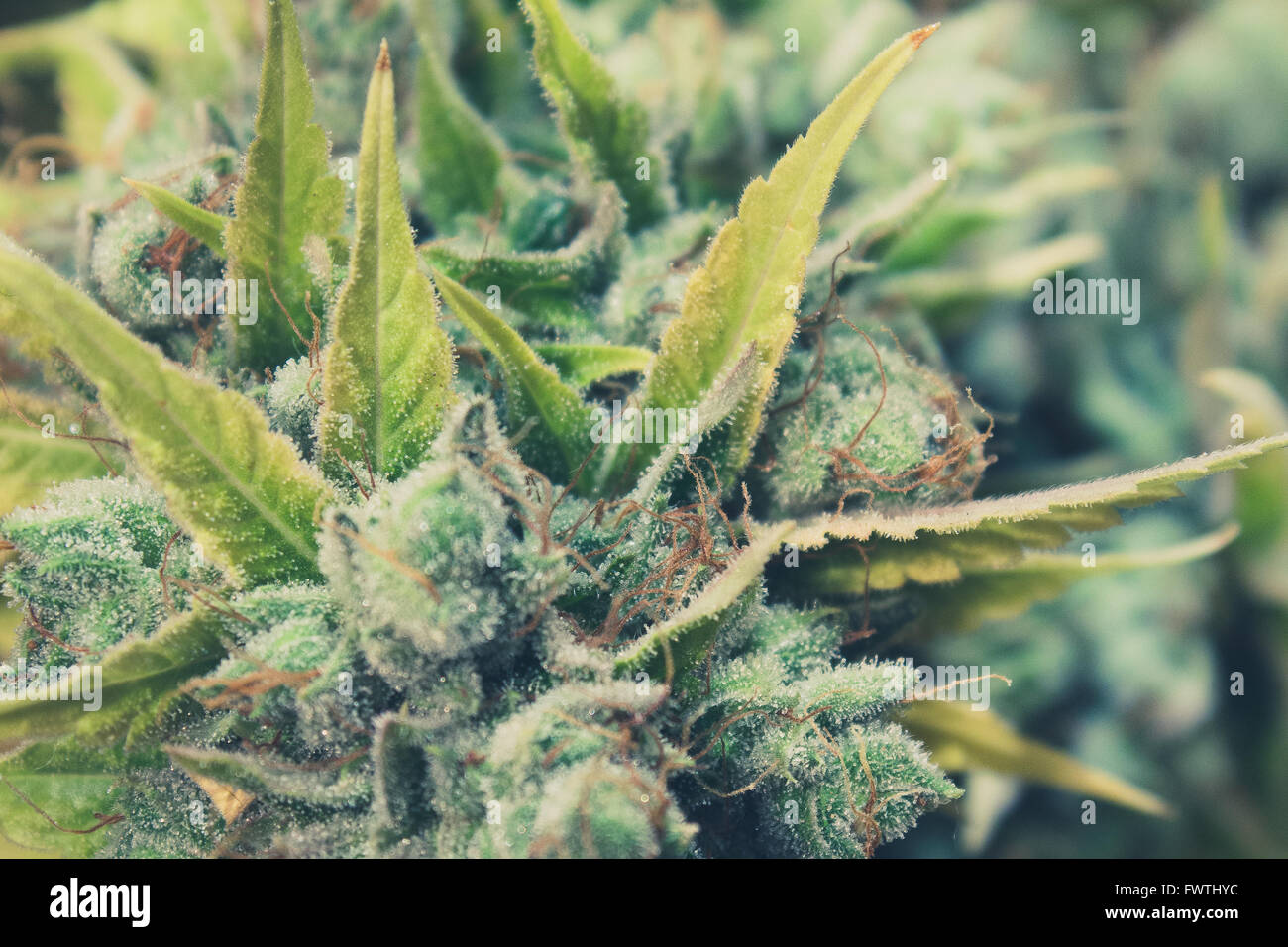 Thc crystals hi-res stock photography and images - Alamy