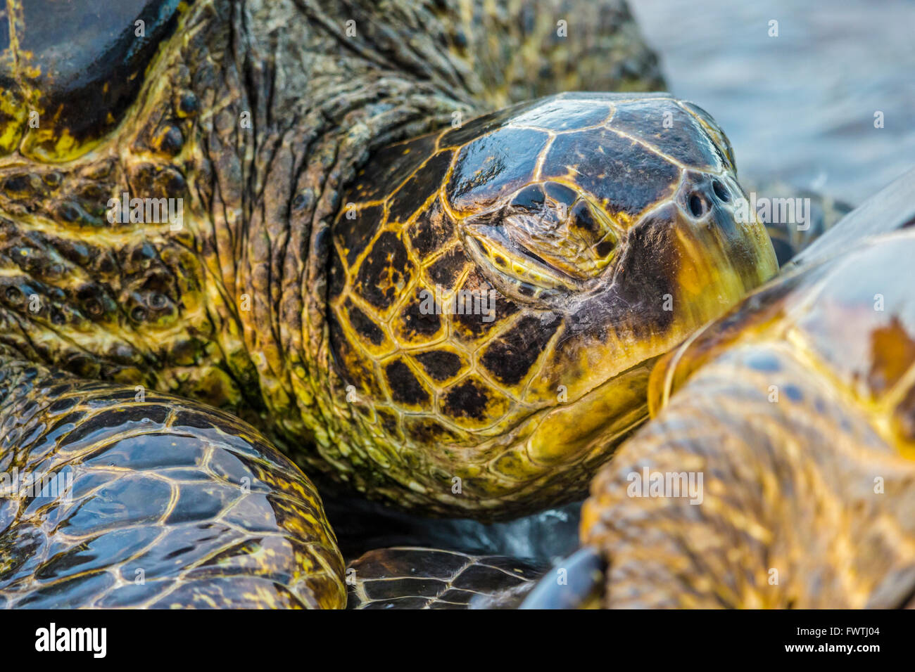Green sea turtles algae hi-res stock photography and images - Alamy