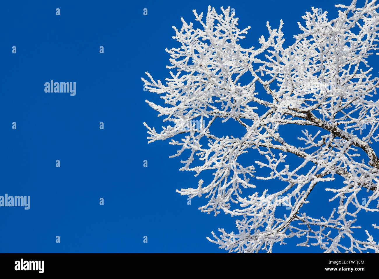 Beautiful white snow covering the branches of an old tree at a cold ...