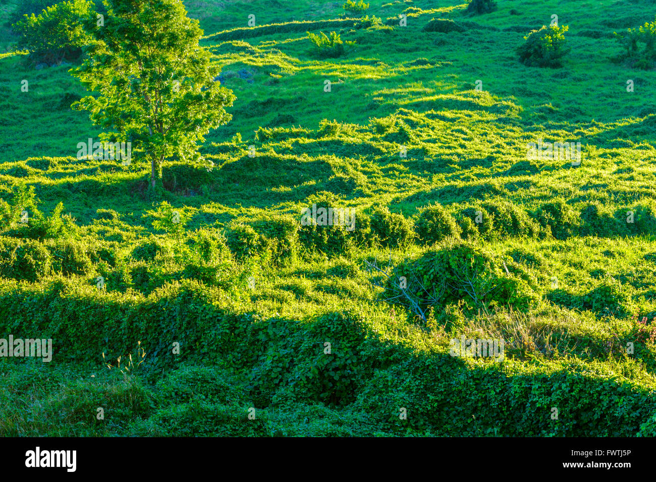 Vine covered growth hi-res stock photography and images - Alamy