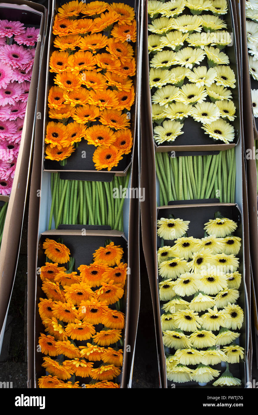Cut gerbera flowers in boxes for sale on a market stall. Wells ...