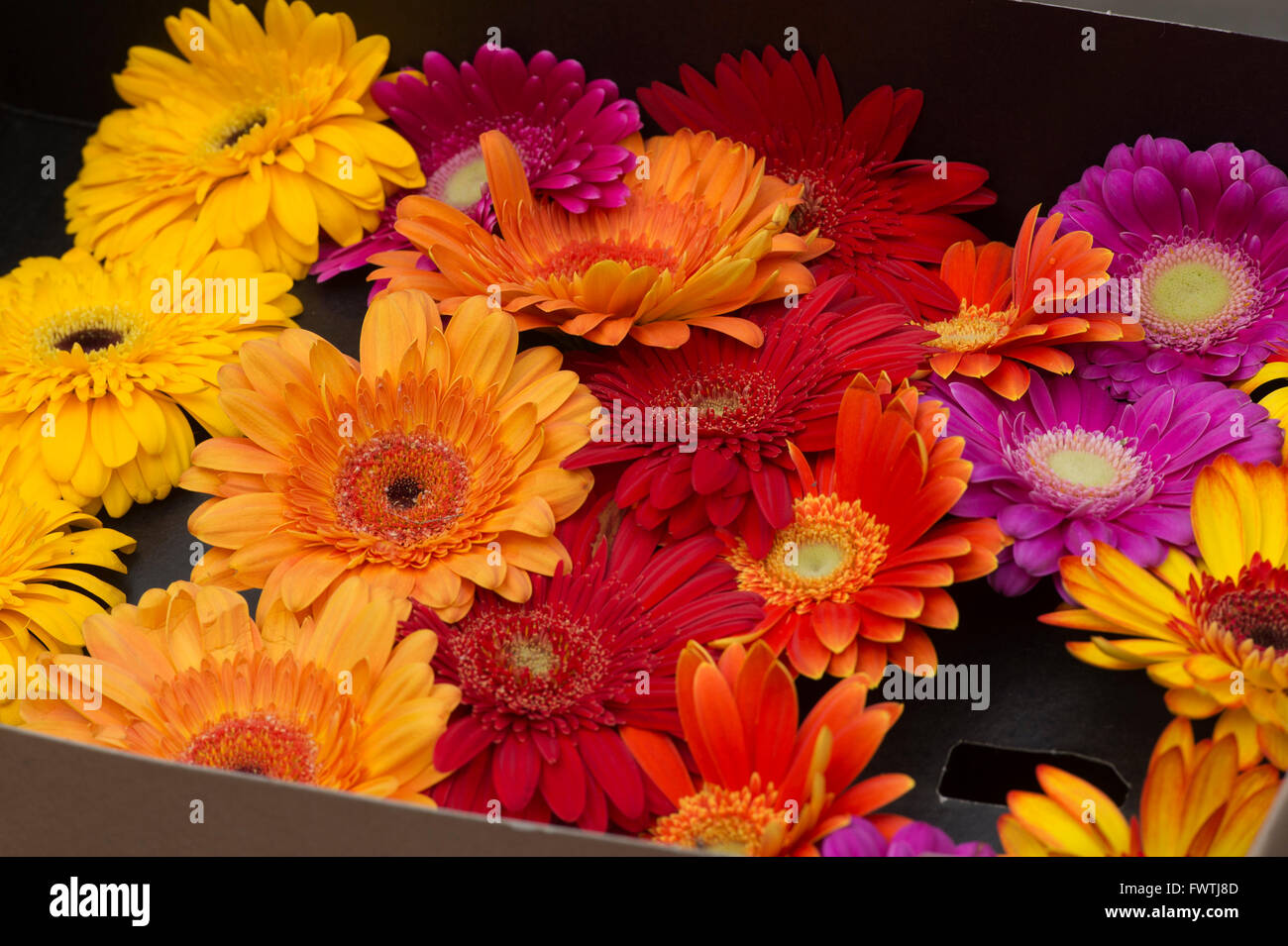 Cut gerbera flowers in a box for sale on a market stall. Wells ...