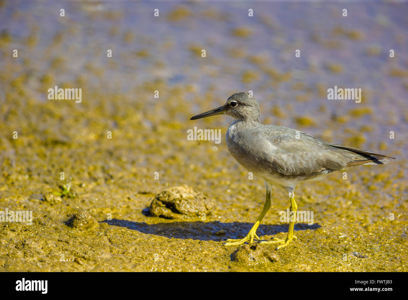 Maui, Hawaii Wandering Tattler Ulili bird Stock Photo - Alamy