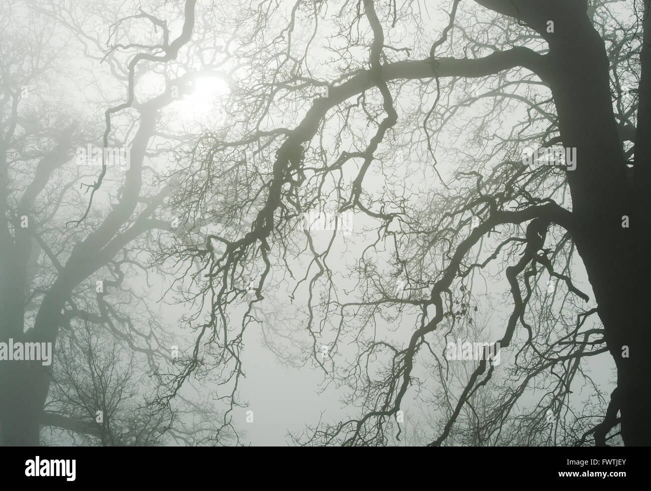 Misty oak tree branches in the fog. UK Stock Photo - Alamy