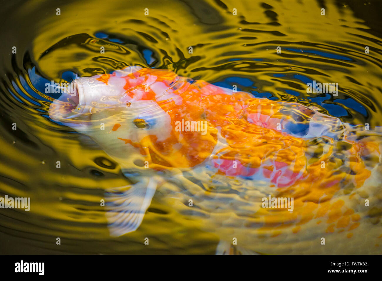 Koi fish in hawaii koi hi-res stock photography and images - Alamy