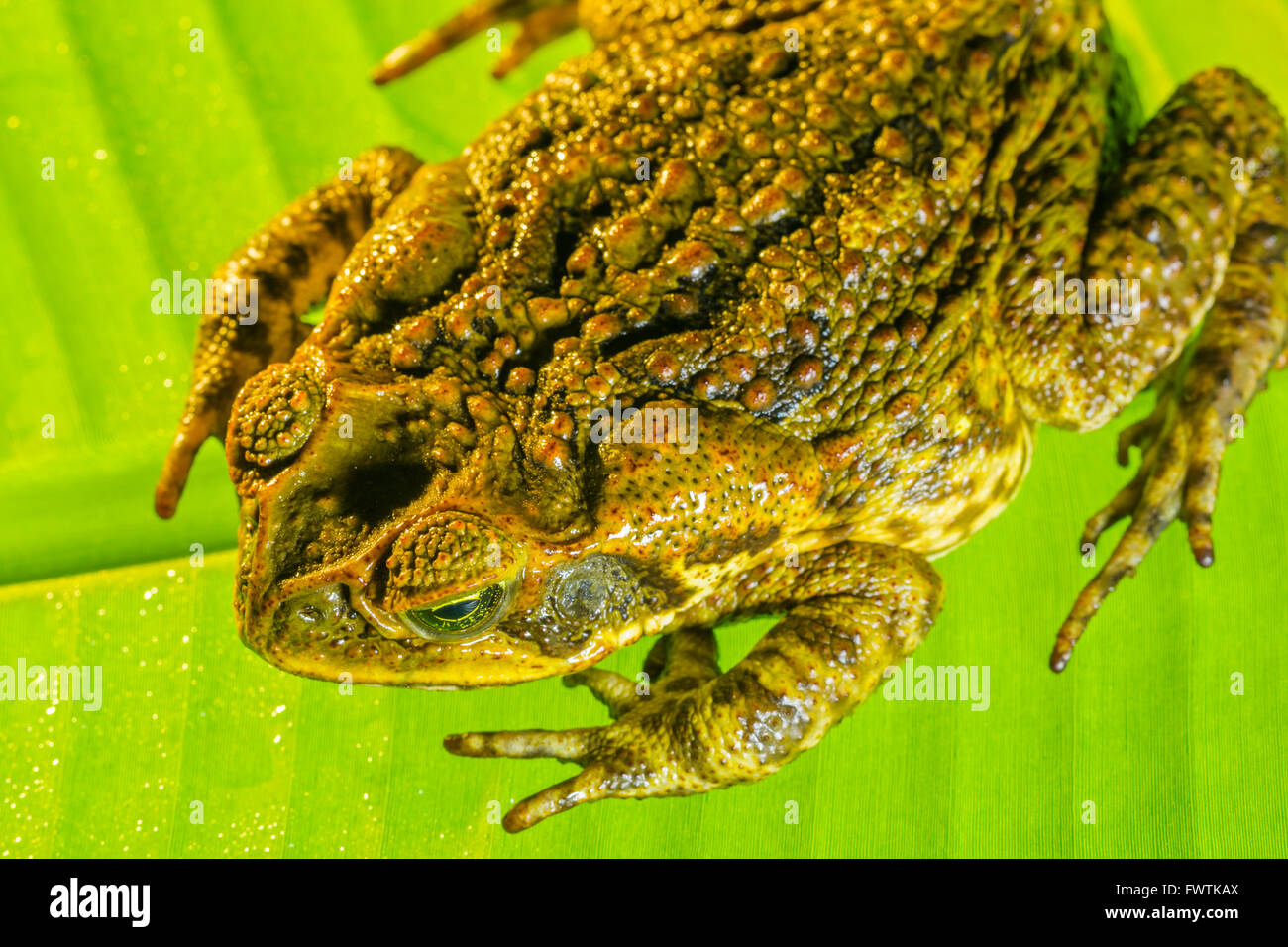 Cane Toad on Maui Stock Photo - Alamy