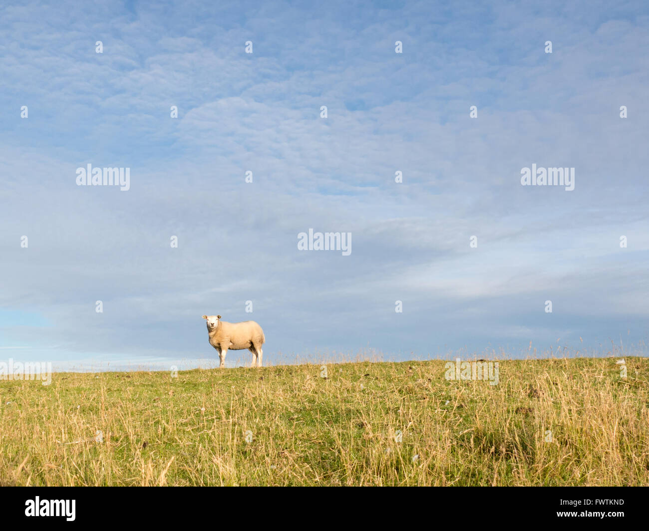 One sheep hi-res stock photography and images - Alamy