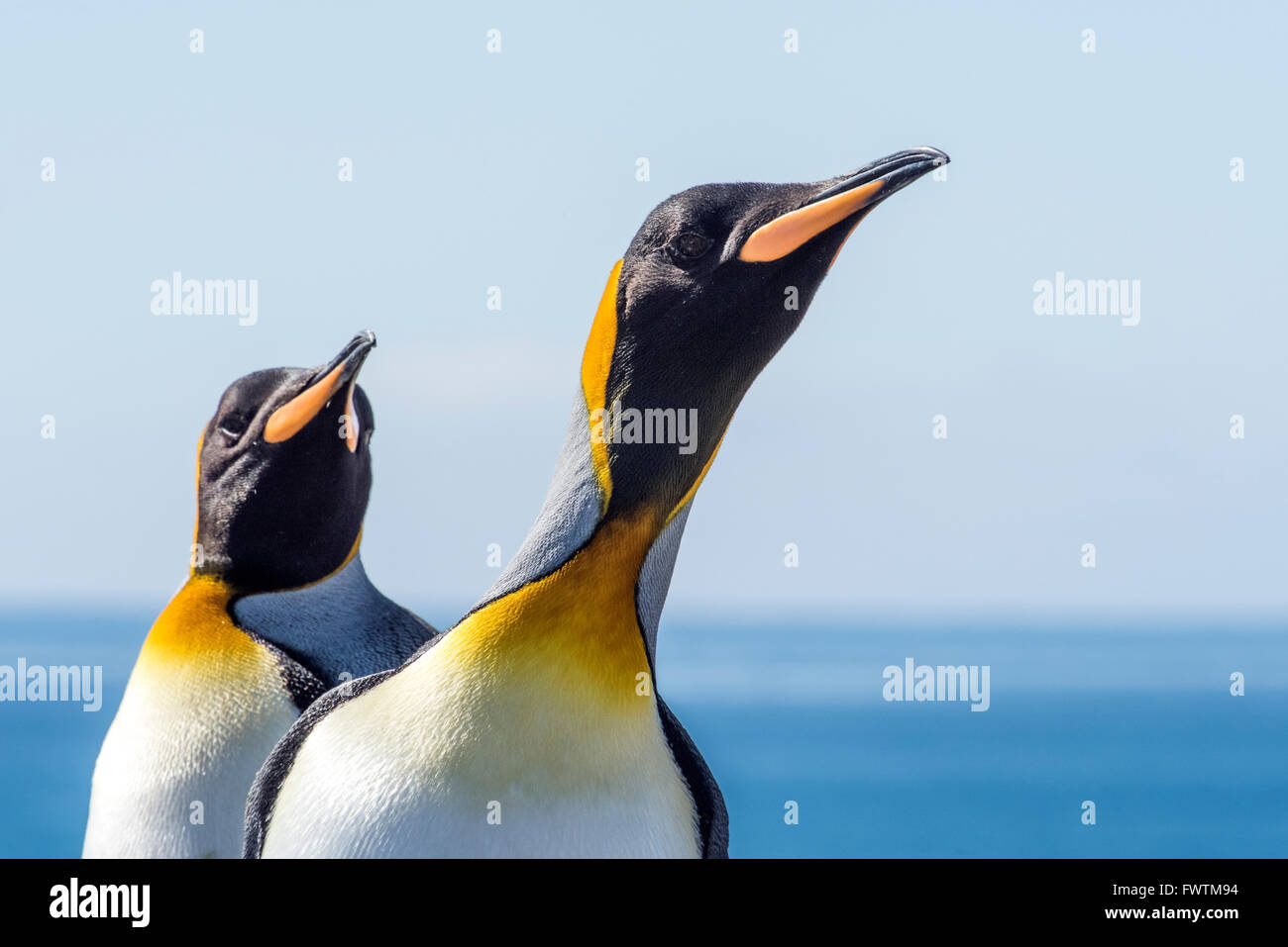 King Penguin (Aptenodytes patagonicus) adults portrait Saint Andrews ...