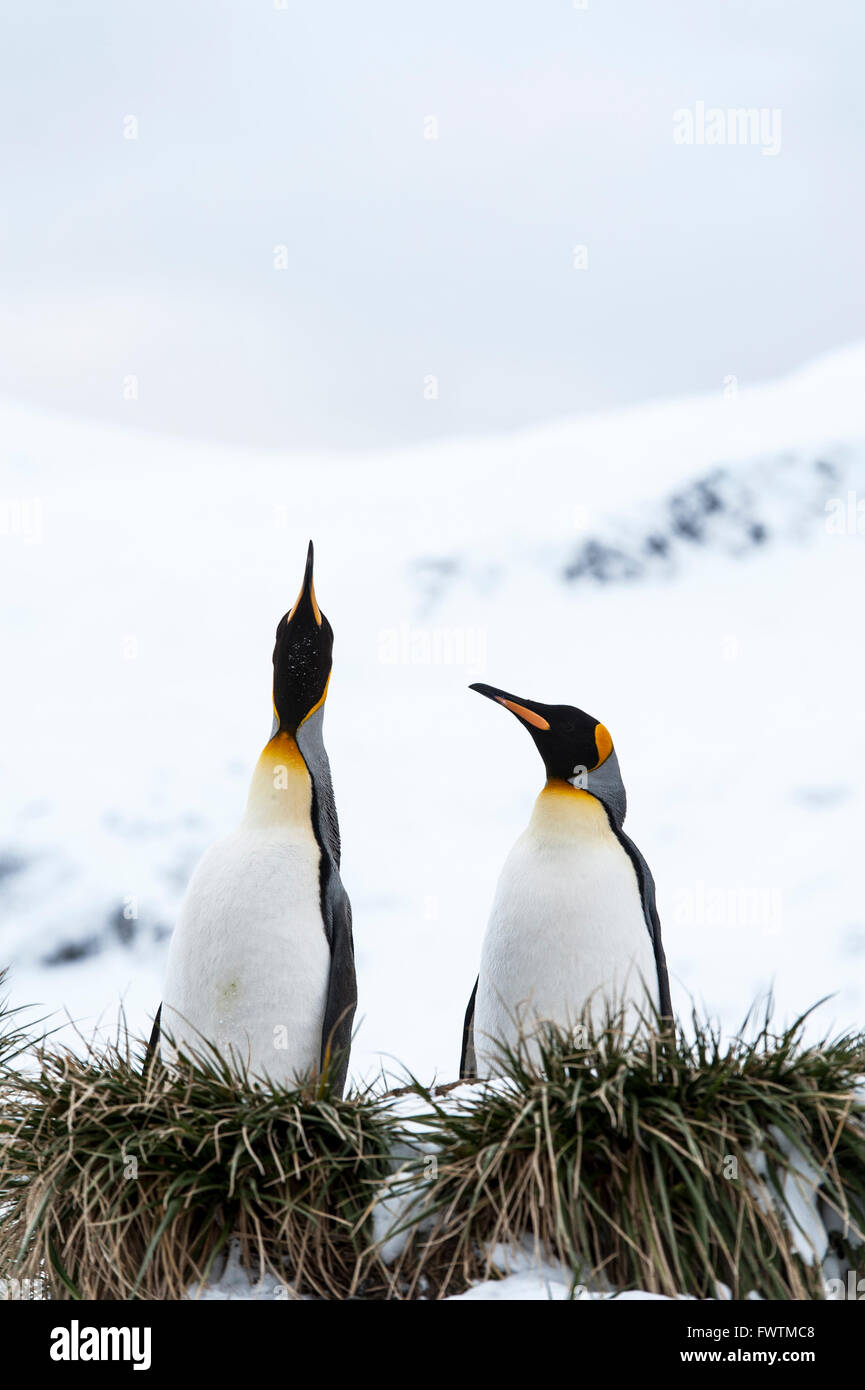 King Penguins (Aptenodytes patagonicus) on nest with snow-capped ...