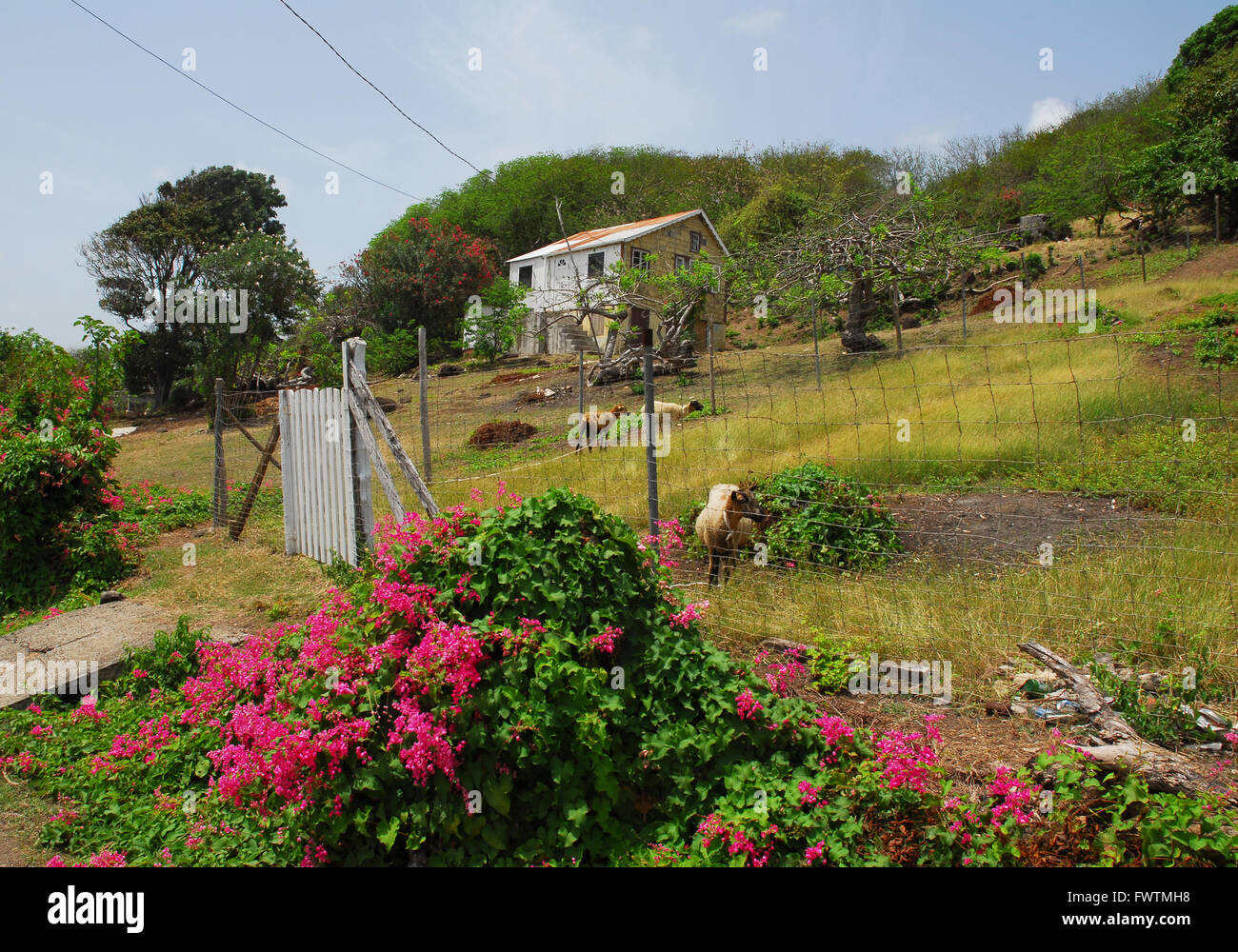 Caribbean, Windward Islands, Grenadines, Carriacou, Typical House Stock ...