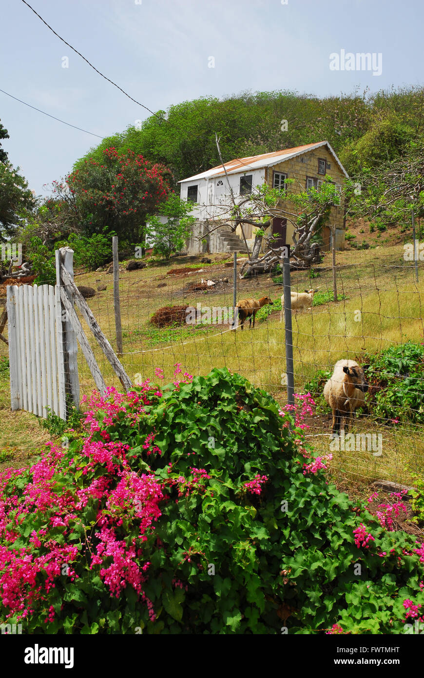 Caribbean, Windward Islands, Grenadines, Carriacou, Typical House Stock ...