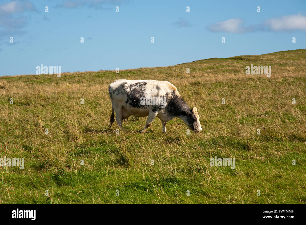 Cow in a Isle of Skye field Stock Photo - Alamy