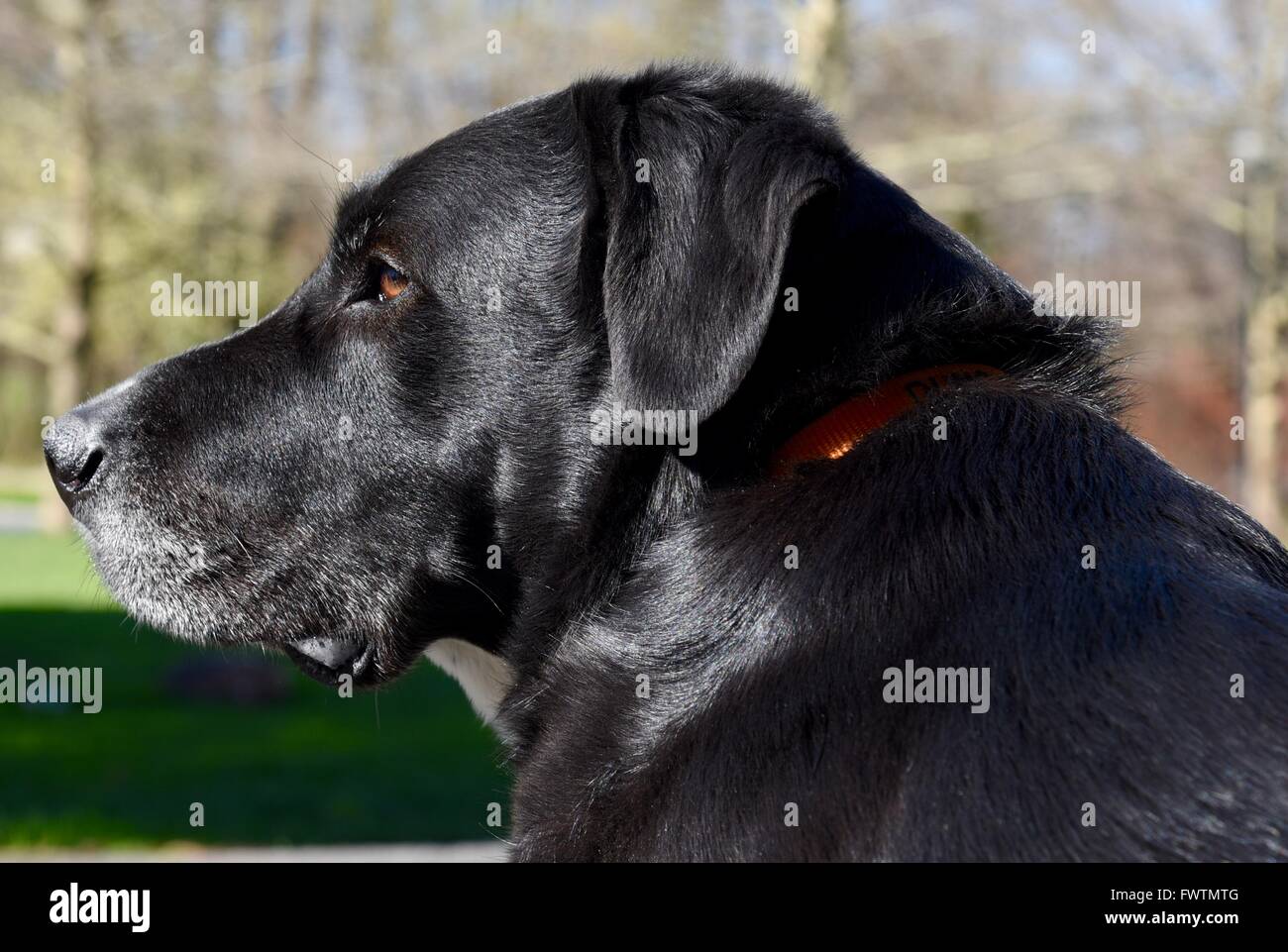Black lab hunting hi-res stock photography and images - Alamy