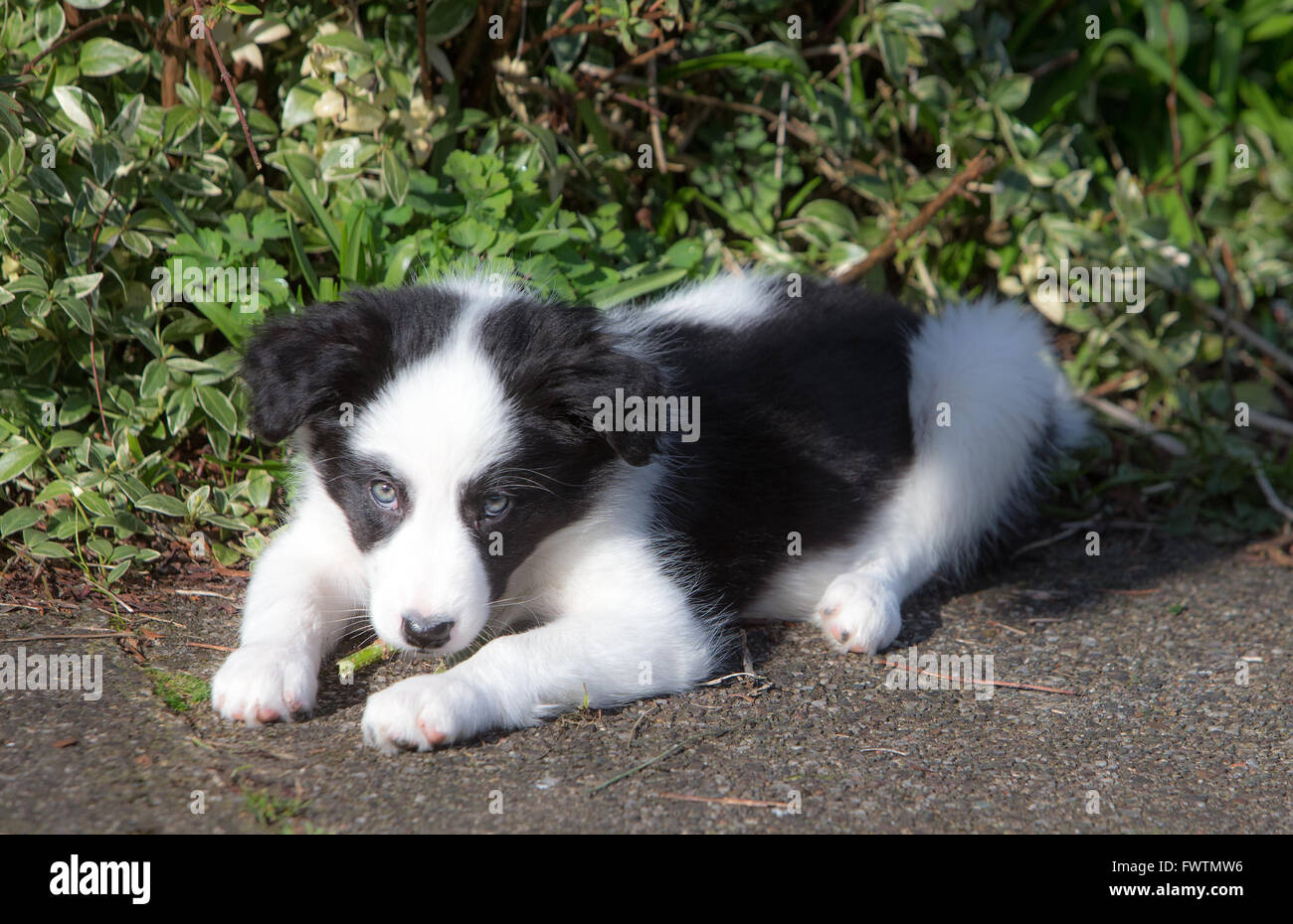Cute puppy images hi-res stock photography and images - Alamy