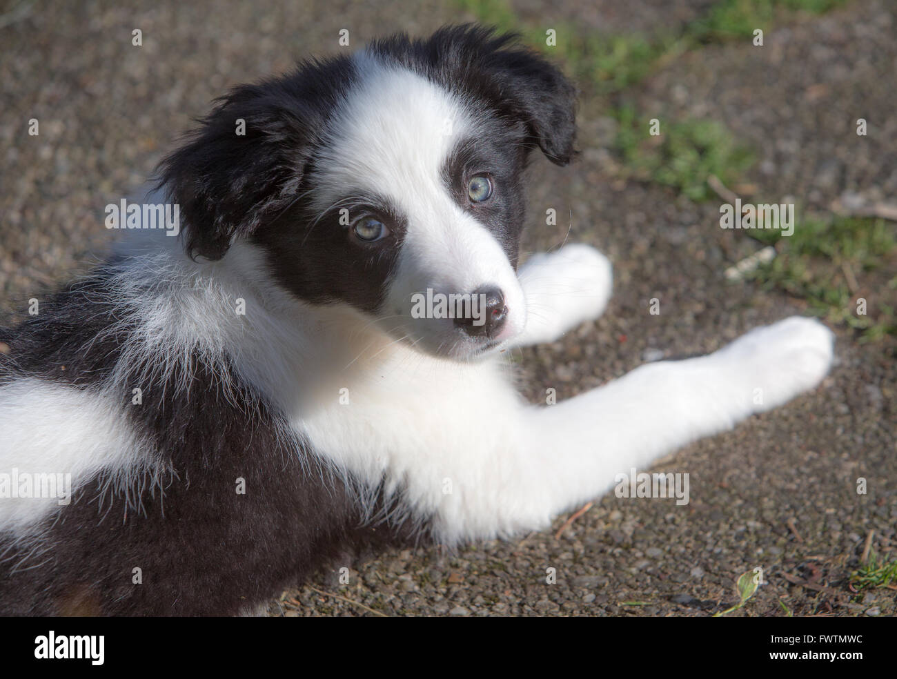 Border Collie Puppy looking cute Stock Photo - Alamy