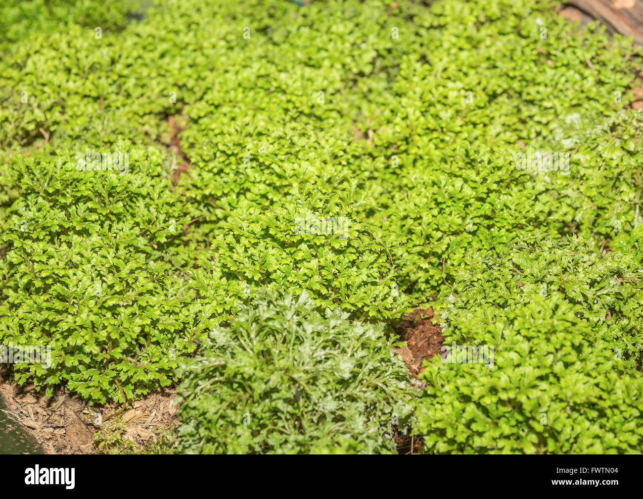 Wet moss hi-res stock photography and images - Alamy