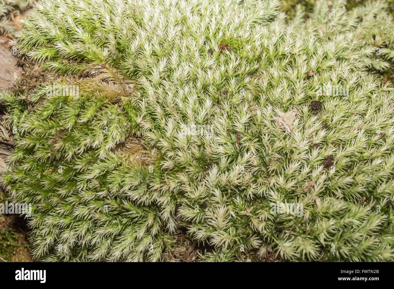 Natural nature cycles hi-res stock photography and images - Alamy