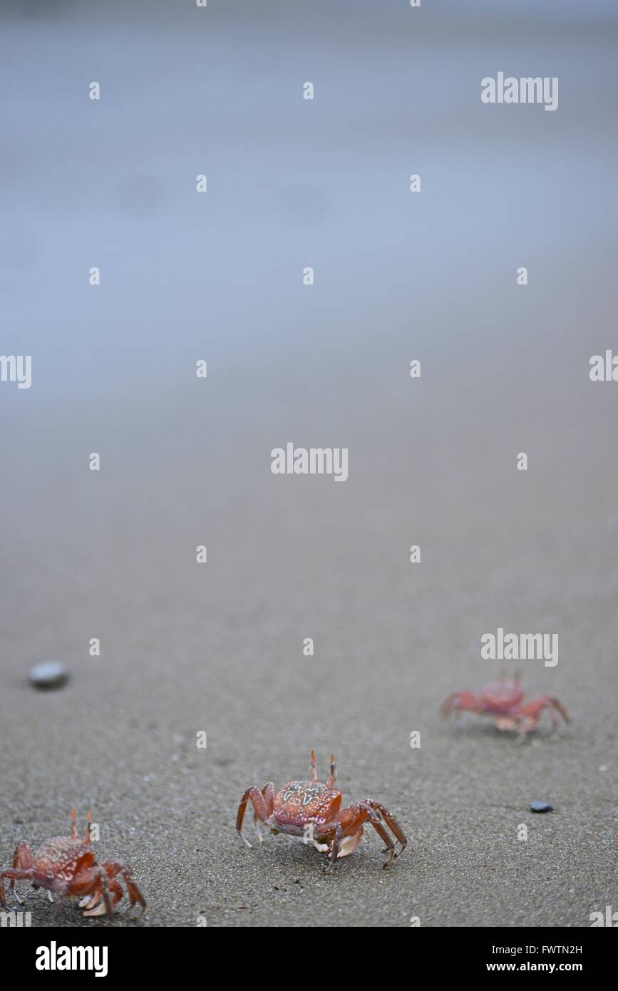 Red crabs or ghost crab (ocypode sp). Isla de la Plata is a small ...