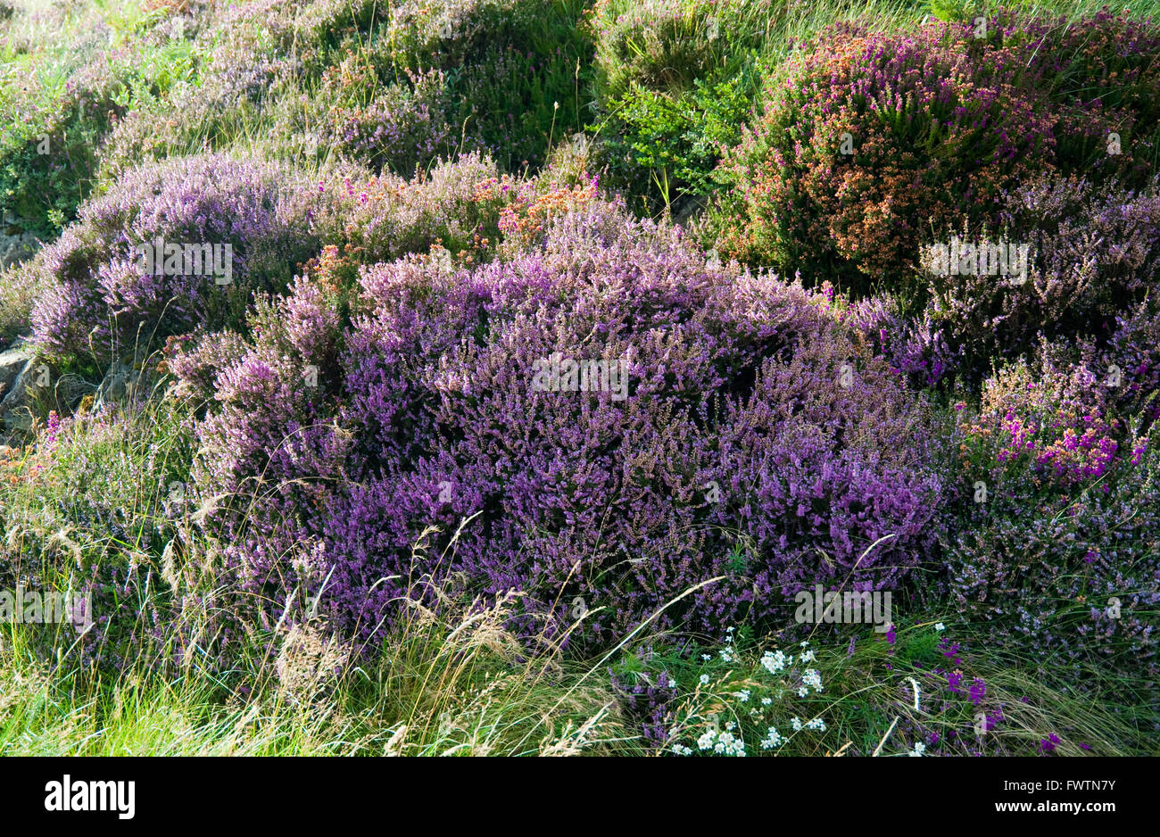 Heather on the Isle of Skye, Scotland Stock Photo - Alamy