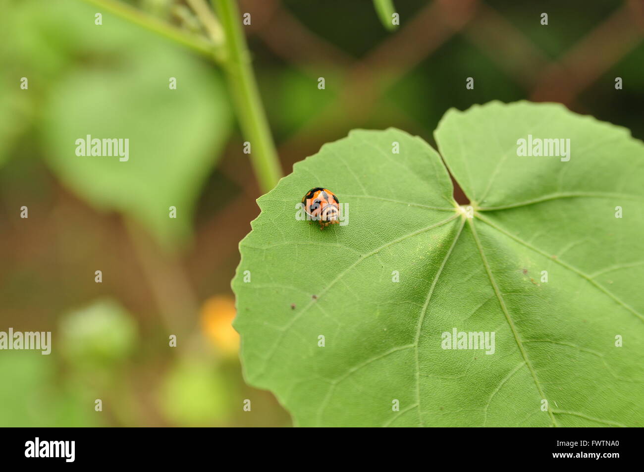 Ladybug on a leaf Stock Photo - Alamy