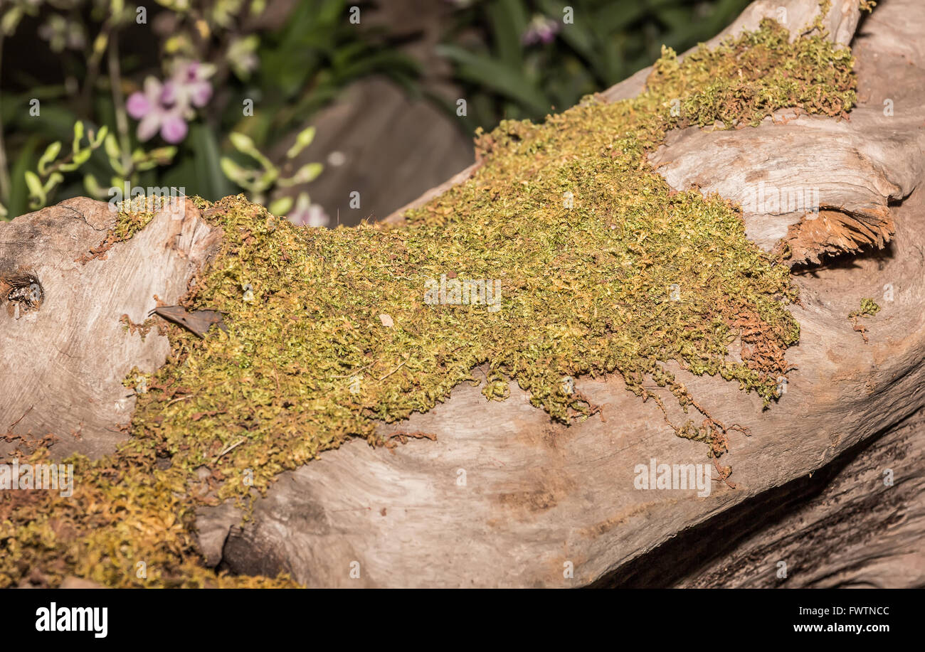 Moss, Leaf on Moss, forest moss, moss seeds, Nature, Wildlife, Micro ...