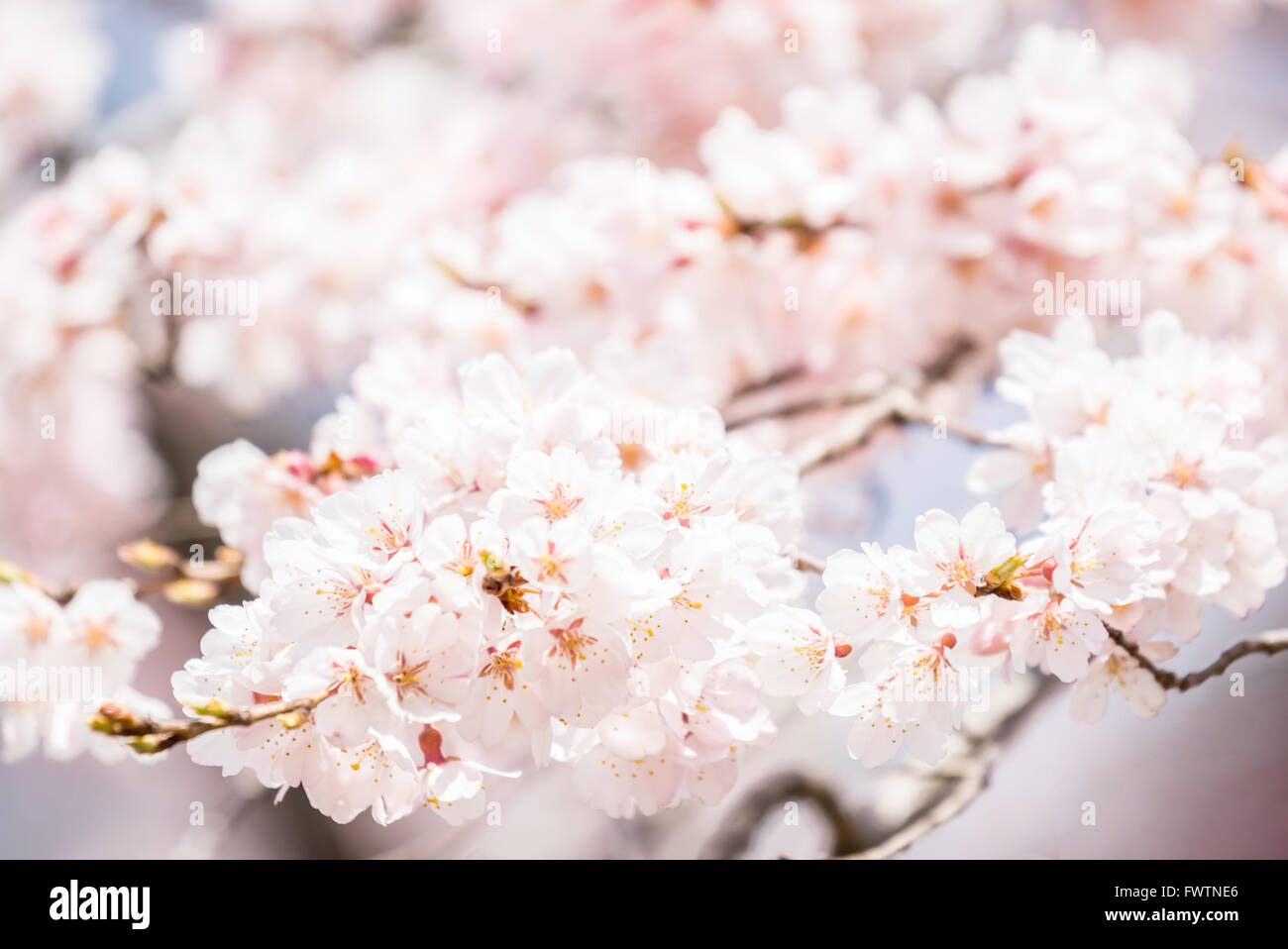 Sakura Cherry blossoms for spring background japan Stock Photo - Alamy
