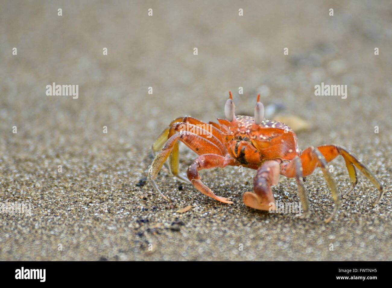 Red Ghost Crabs